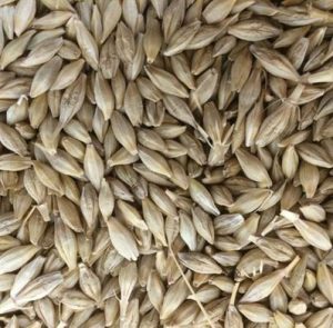 Barley Manufacturers and Exporters in India - Pramoda Exim