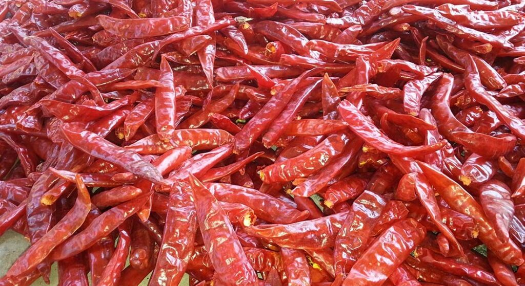 A Complete Guide to 334/S4/Sannam/S10, Teja/S17, Byadgi, Red Chillies